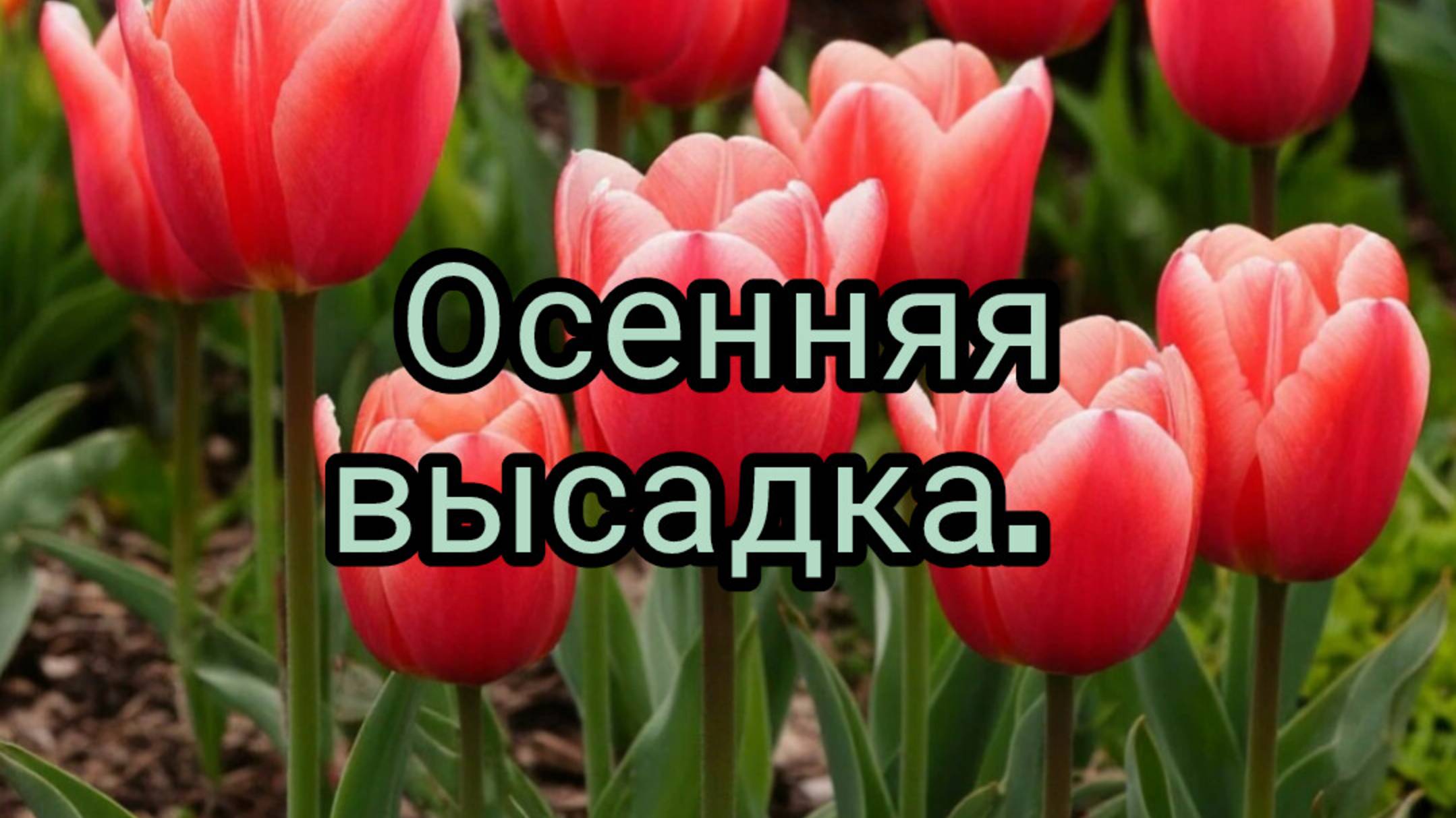 Когда сажать тюльпаны.