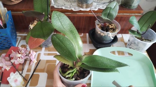 Миссия: "Спасём фабрику" 💞 😅