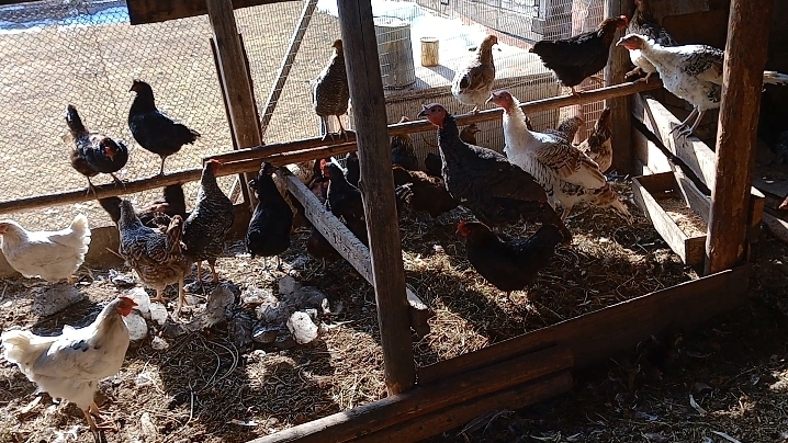 Моё пернатое хозяйство