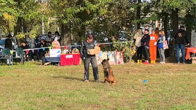 1 Отл. КЧК Эдельвейс Кубани ЧЕЛЛИ +++ №39. КРАСНОДАР 18 октября`25 Моно немецких овчарок