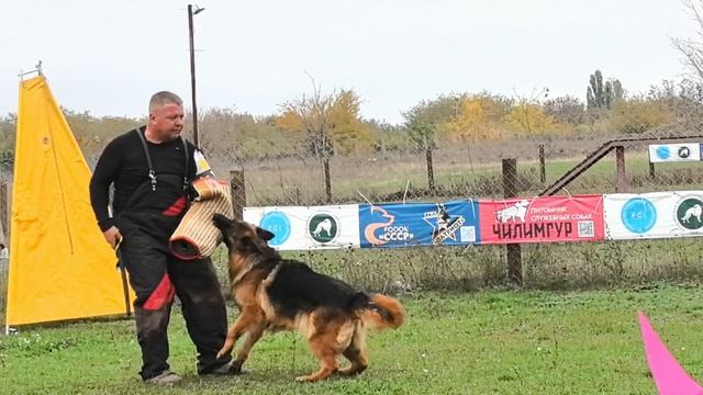 2 Отл. Граница Миллениум УНЗЕР ФРАУ +++ №42. РОСТОВ-НА-ДОНУ 19 октября`25 Моно немецких овчарок