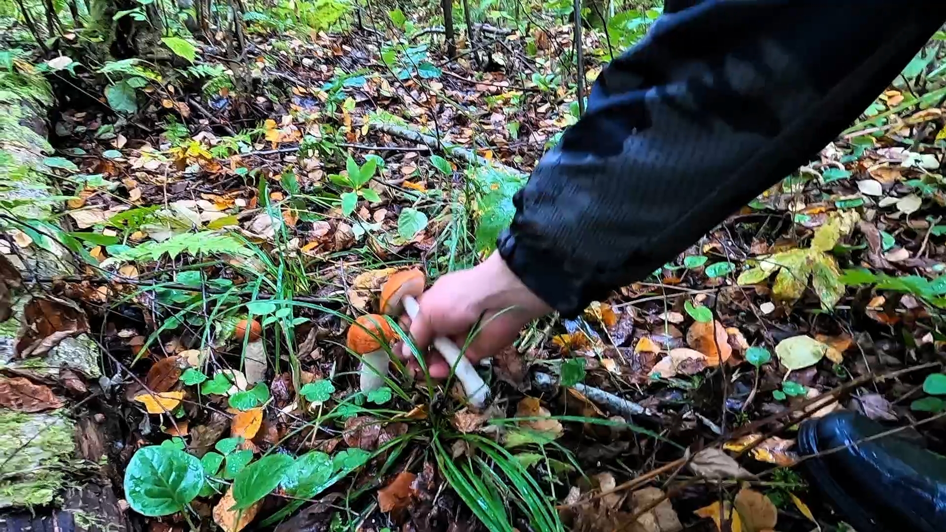 Осенние грибочки 🍄порадовали! снова попали под дождь
