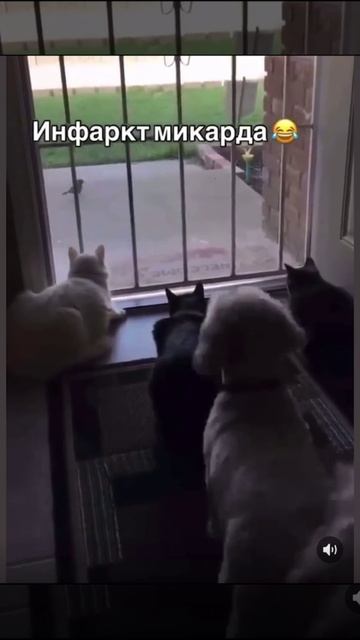 Пердечный сриступ.