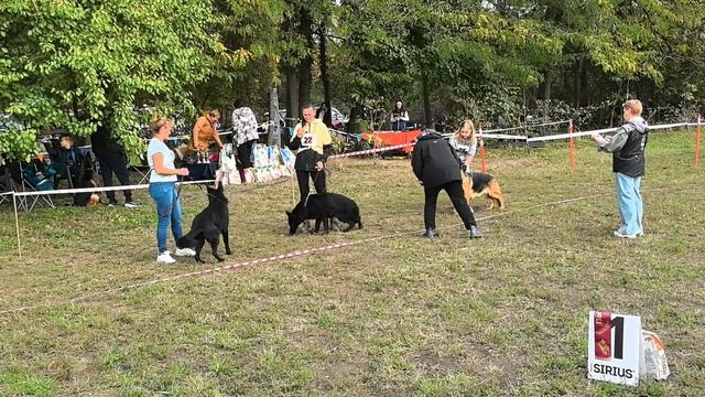 ЮНИОРЫ СУКИ / КЧК КРАСНОДАР 18 октября`25 Е.Медведева Моно немецких овчарок