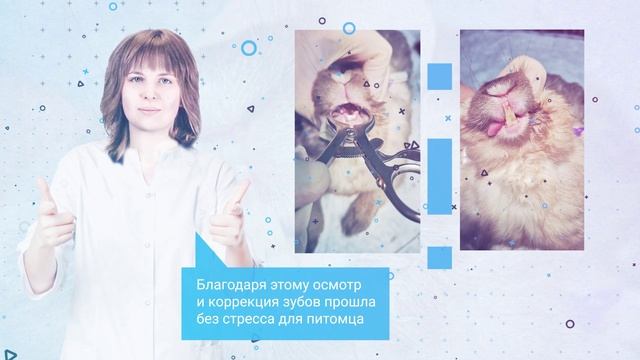 Кролик Сырок: удаление аномальных зубов