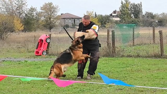 1 Отл. КЧК МАГИЯ с Глиняной Горки +++ №34. РОСТОВ-НА-ДОНУ 19 октября`25 Моно немецких овчарок