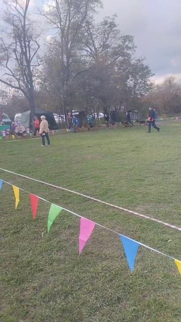 МОЛОДЫЕ СУКИ / КЧК РОСТОВ-НА-ДОНУ 19 октября`25 Е.Пудеев Моно немецких овчарок