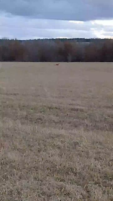 лиса с грибами