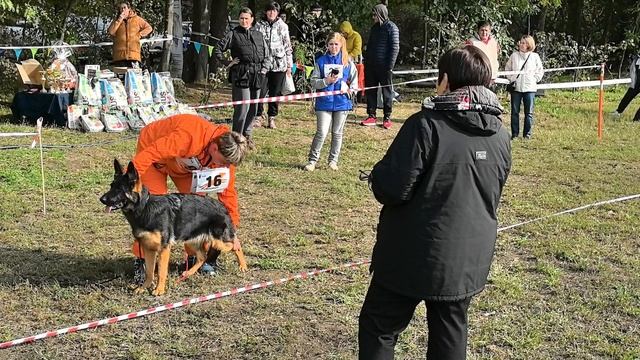 ЩЕНКИ СУКИ / КЧК КРАСНОДАР 18 октября`25 Е.Медведева Моно немецких овчарок