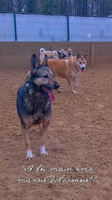 "Руся не знает. Ведь он тоже скептик" ❥ Приют в Малинках