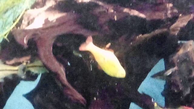 Москвариум. Барбус Денисона.