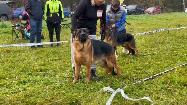 ЩЕНКИ КОБЕЛИ / КЧК ТВЕРЬ 12 октября`25 Т.Шишкина Моно немецких овчарок