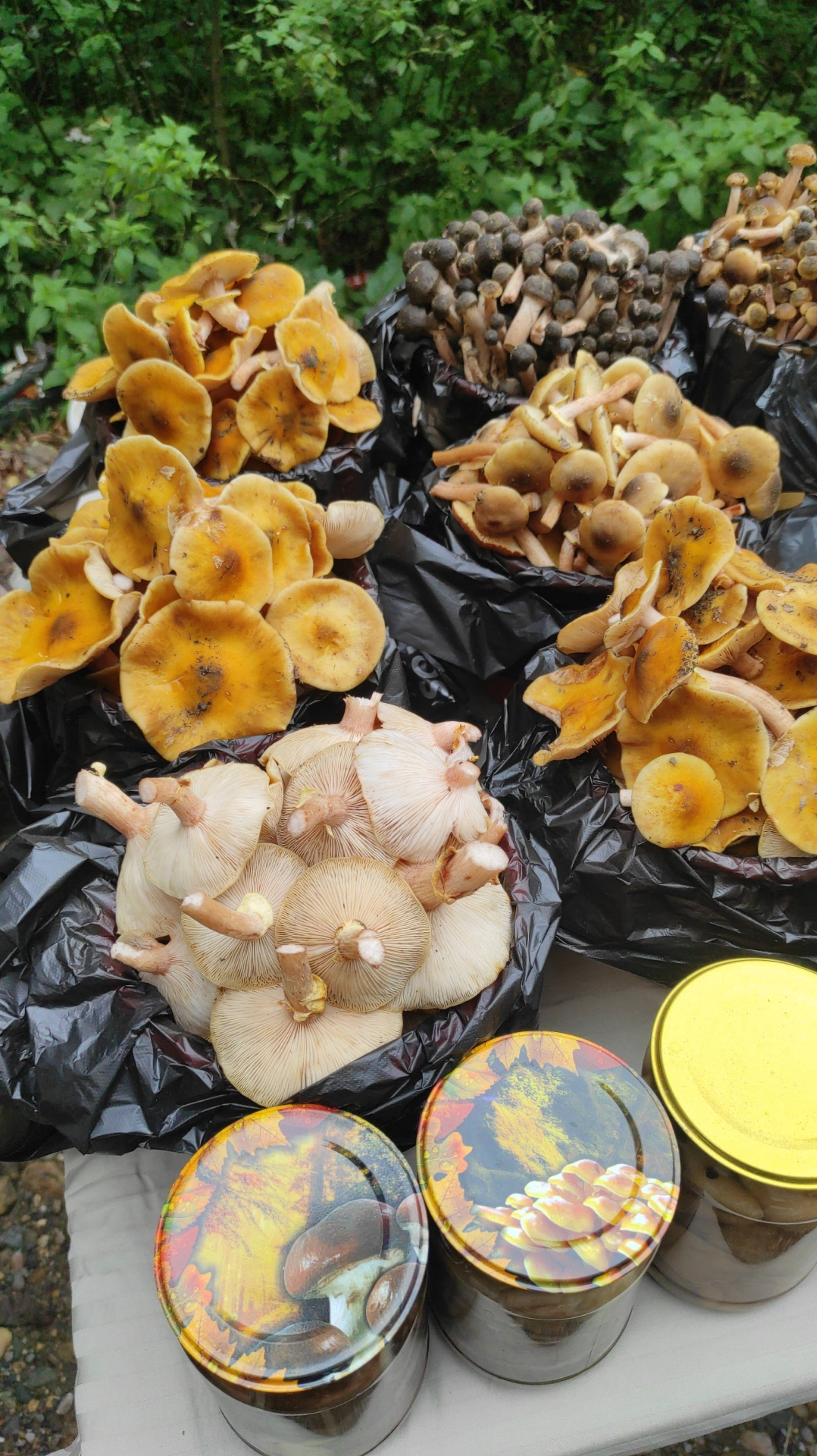 Опята грибы какие они бывают