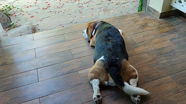 Отдых дело тяжкое!