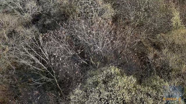 А деревья все осеннее и осеннее (Neuroq version).