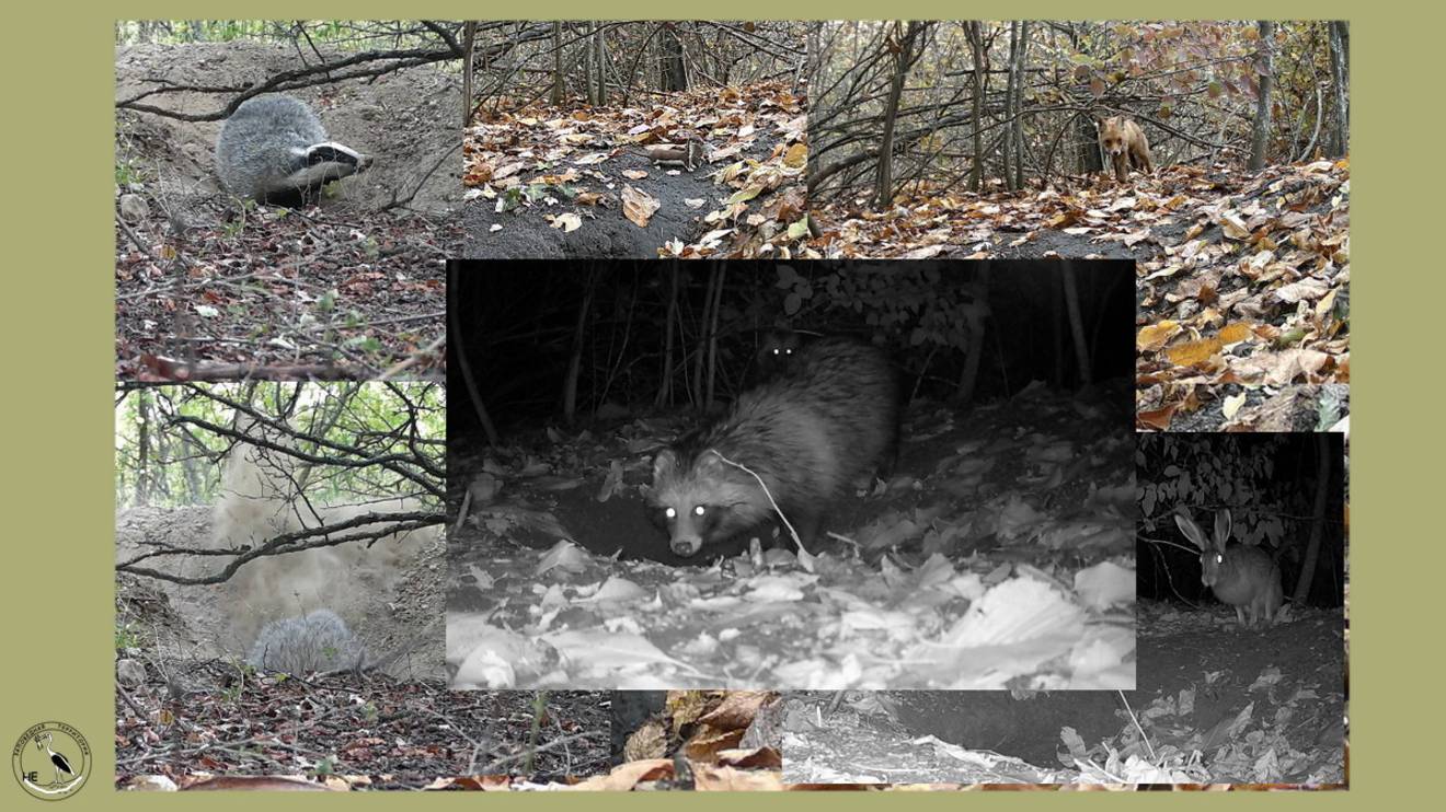 Барсук вырыл нору... Кто теперь там живёт? А кто приходит в гости. Дикие звери и птицы