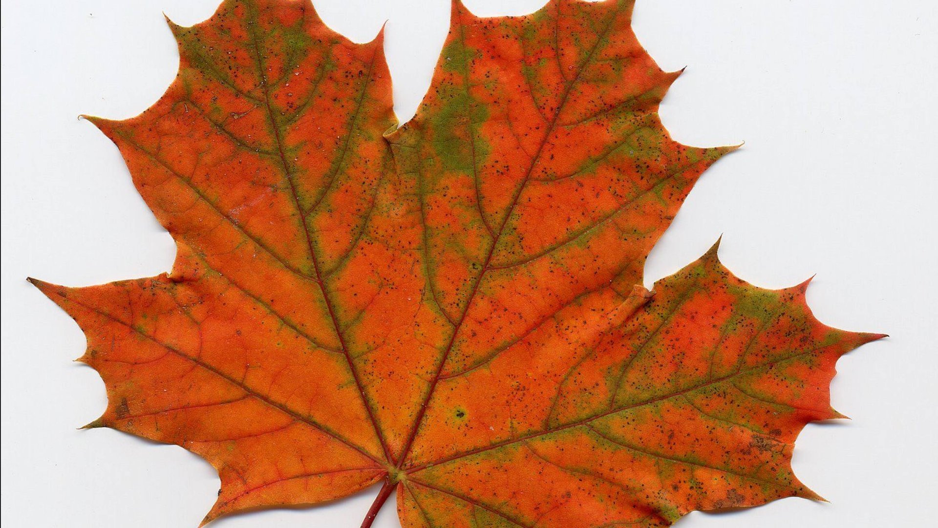 Собираю разные листья в парке