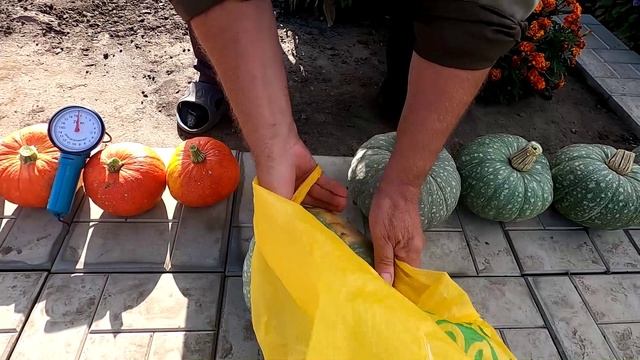 Плоды тыквы разных сортов