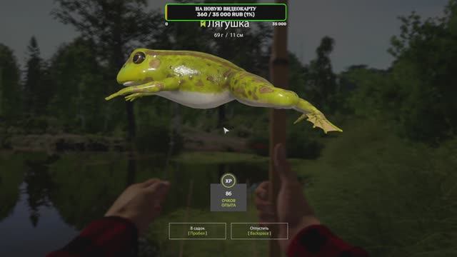 РР4 Комариное. Лягушка.