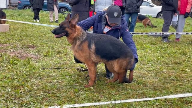 ЩЕНКИ СУКИ / КЧК ТВЕРЬ 12 октября`25 Т.Шишкина Моно немецких овчарок