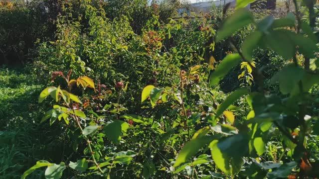 ПОДГОТОВКА И ОБРЕЗКА  РОЗ к ЗИМЕ. КАК ЭТО ДЕЛАЮ Я. МОЙ ОПЫТ #розы #розыобрезка #подготовкарозкзиме