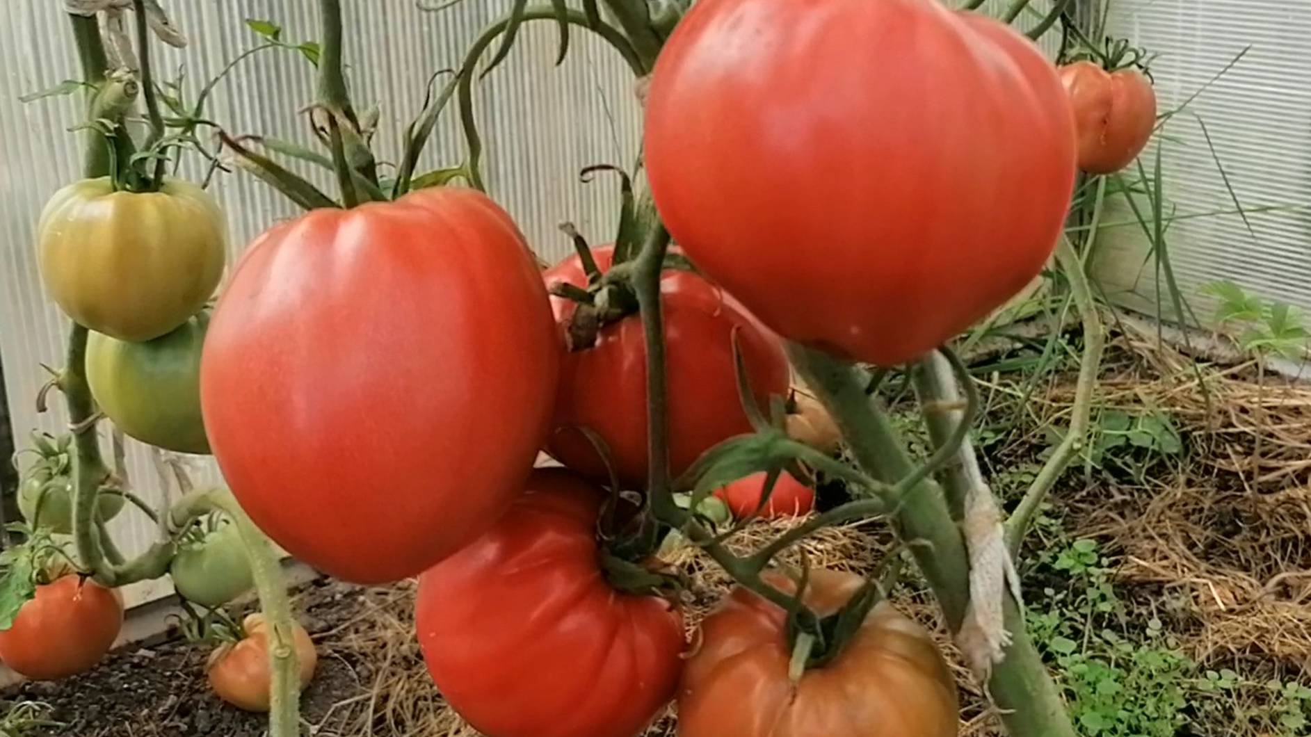 Этот томат привлекает крупными, вкусными и красивыми плодами.