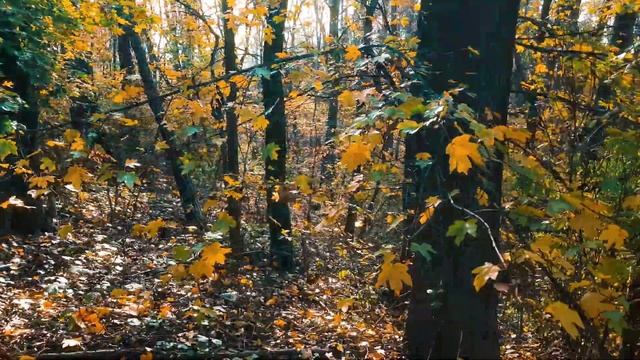 Сергей Терехов - Родина (из к ф _Мужская работа_)