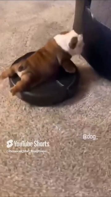 Смешное видео😂😂 ( Если что собака убирается сама всё)😂😂😂.      .   Ставьте лайки 👇 пожалуйста