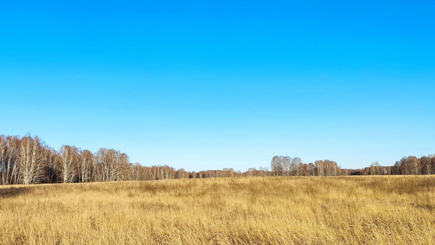 Канадский волк - гибрид. Конец октября 2025, тепло и солнечно.