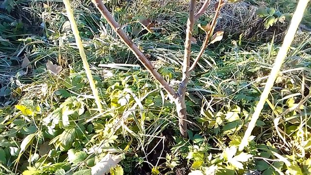 почему место прививки заглублять нельзя?