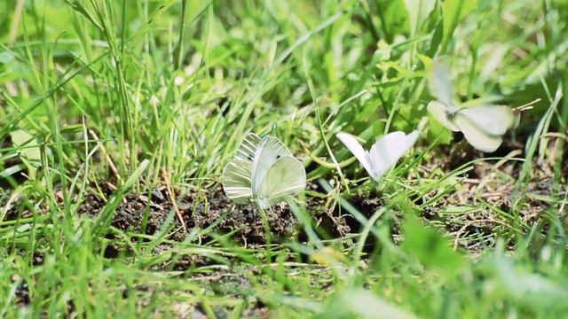 полёт бабочки