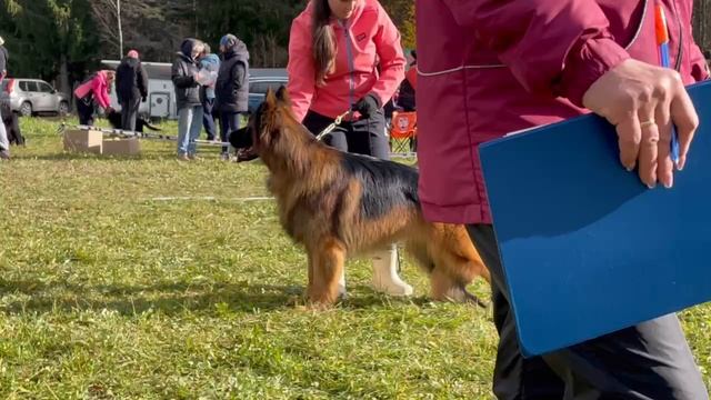2 Отл. СС Оберлауф УРУЗ +++ №62. ТВЕРЬ 12 октября`25 Моно немецких овчарок