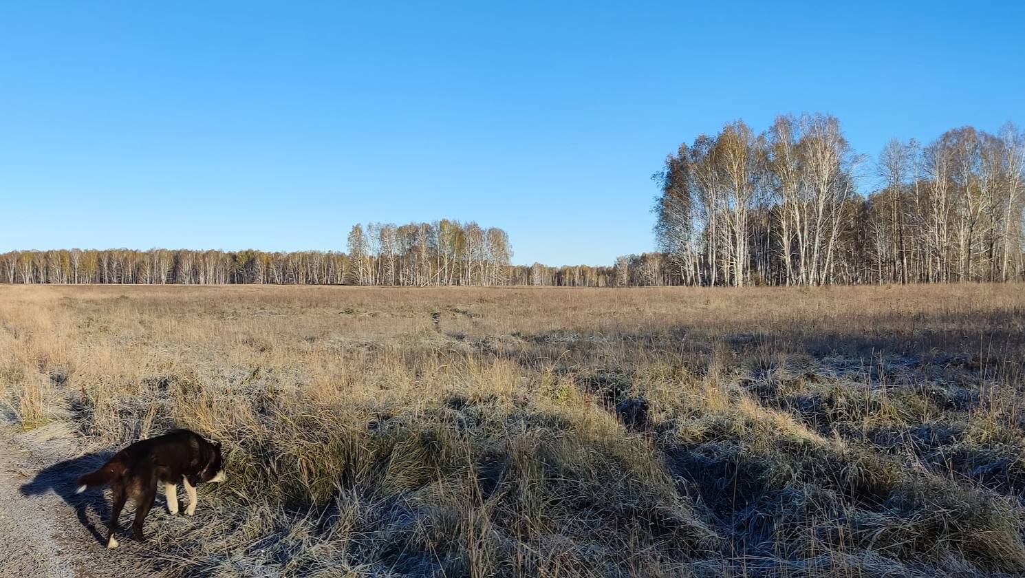 Канадский волк - гибрид. Октябрьские походы 2025