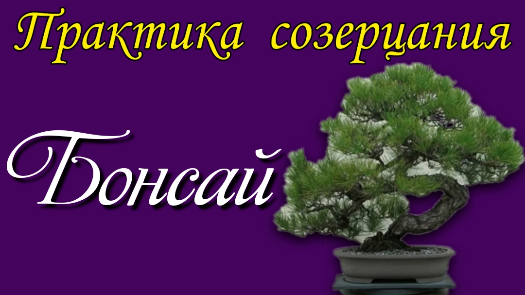 Бонсай