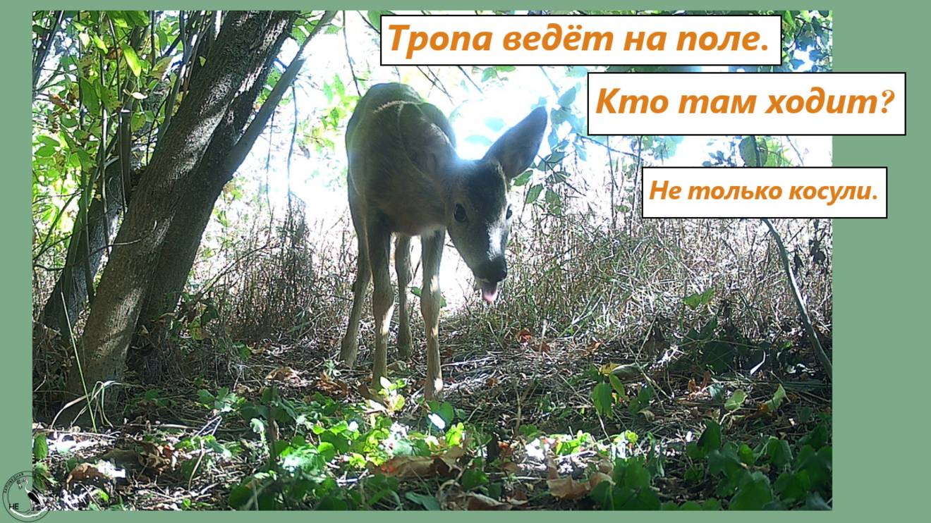 Звериная тропа у поля. Кто же там ходит? И звери, и птицы. Сентябрь 2025