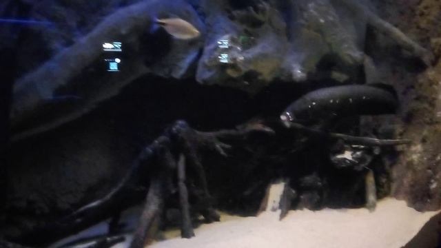 Москвариум. Нильский гитериусес.