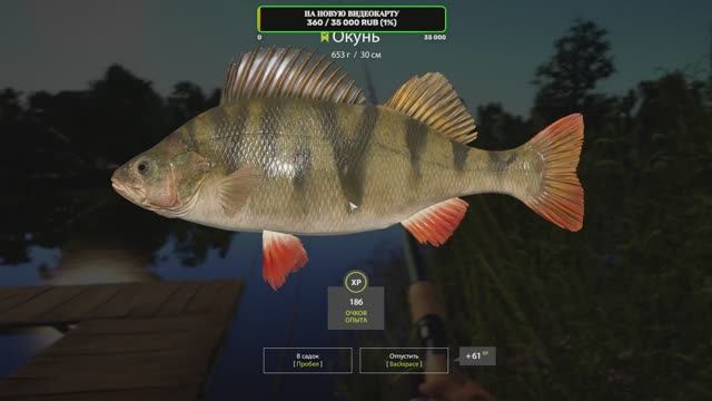 РР4 Комариное. Окунь.