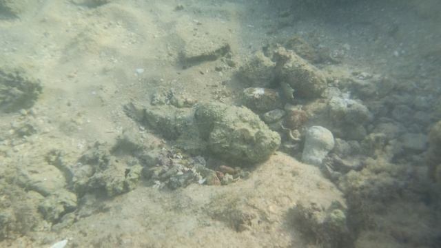 ЕГИПЕТ-2025-ШАРМ. #43.1 - САМАЯ ЯДОВИТАЯ РЫБА в МИРЕ - РЫБА-КАМЕНЬ. РЫБКИ и КОРАЛЛЫ КРАСНОГО МОРЯ.