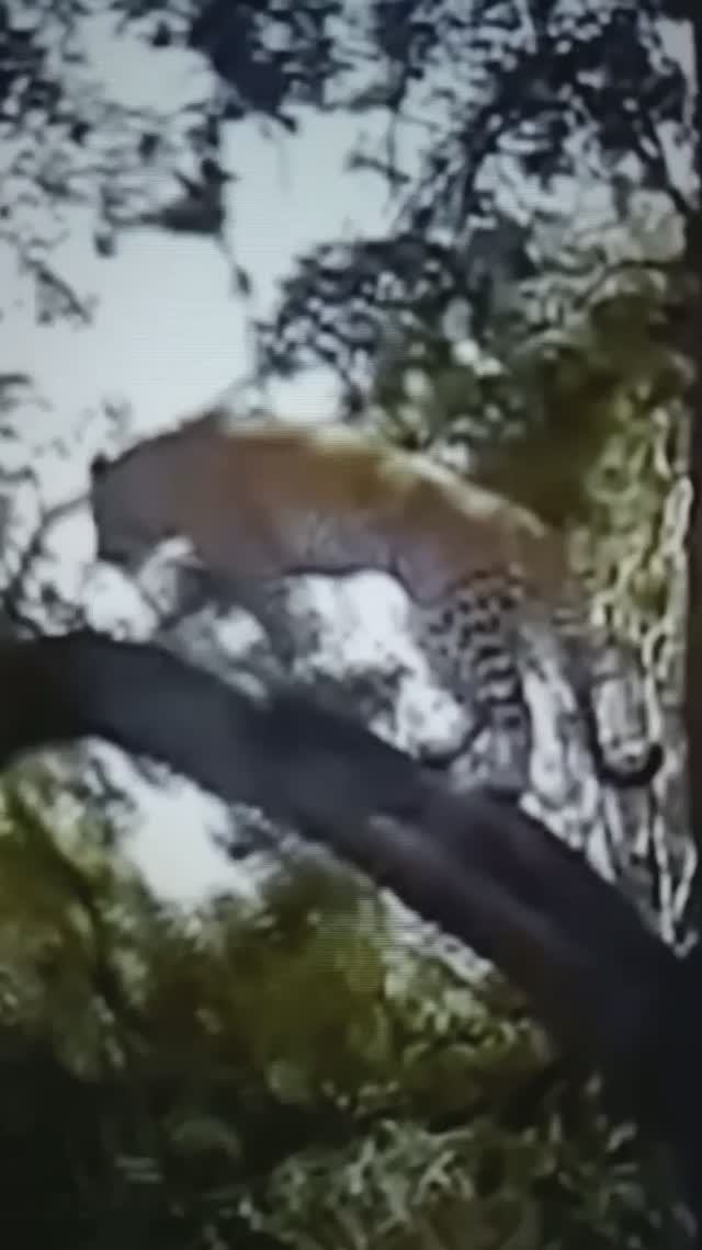 ЛЕОПАРД охотится на БУЙВОЛА🤔