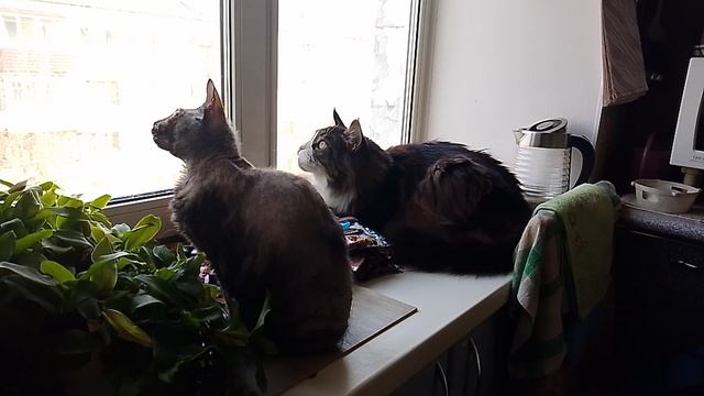 25-10 Хищники-2