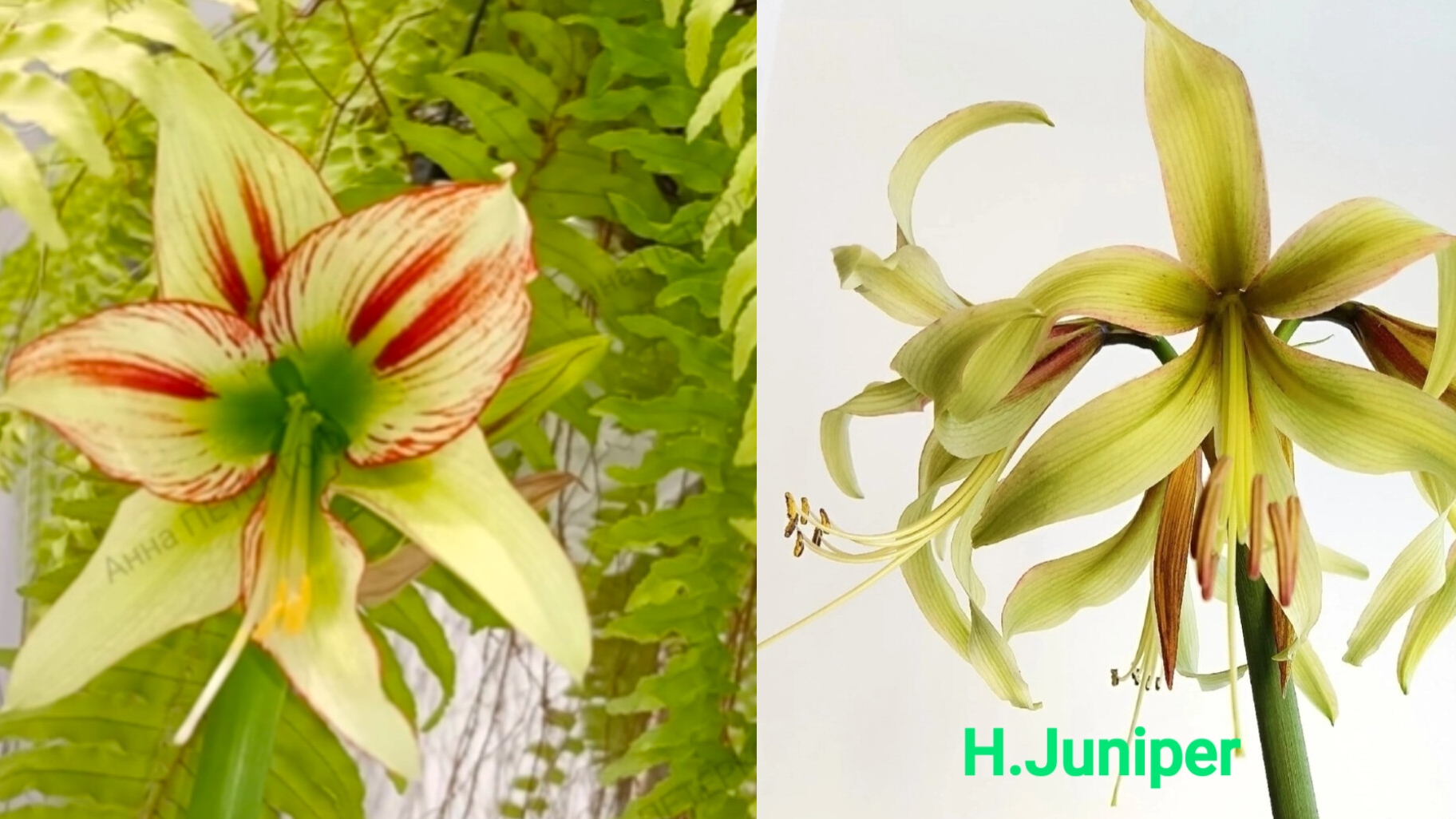 29-10-2025.Гиппеаструм Барнхорн и Juniper..пересадка деток.