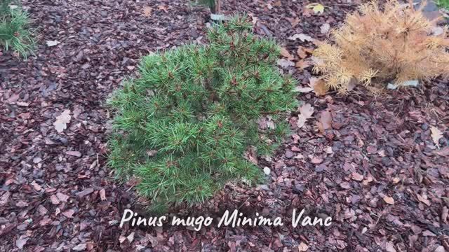 Pinus mugo Minima Vanc