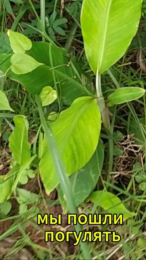 Пальма Банановая Домой