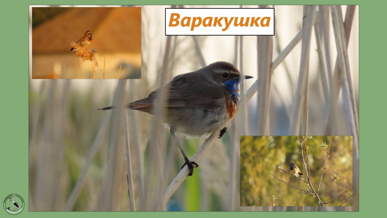 Варакушка - почти соловей. Почти. Зато с красивой грудкой! Апрель-май