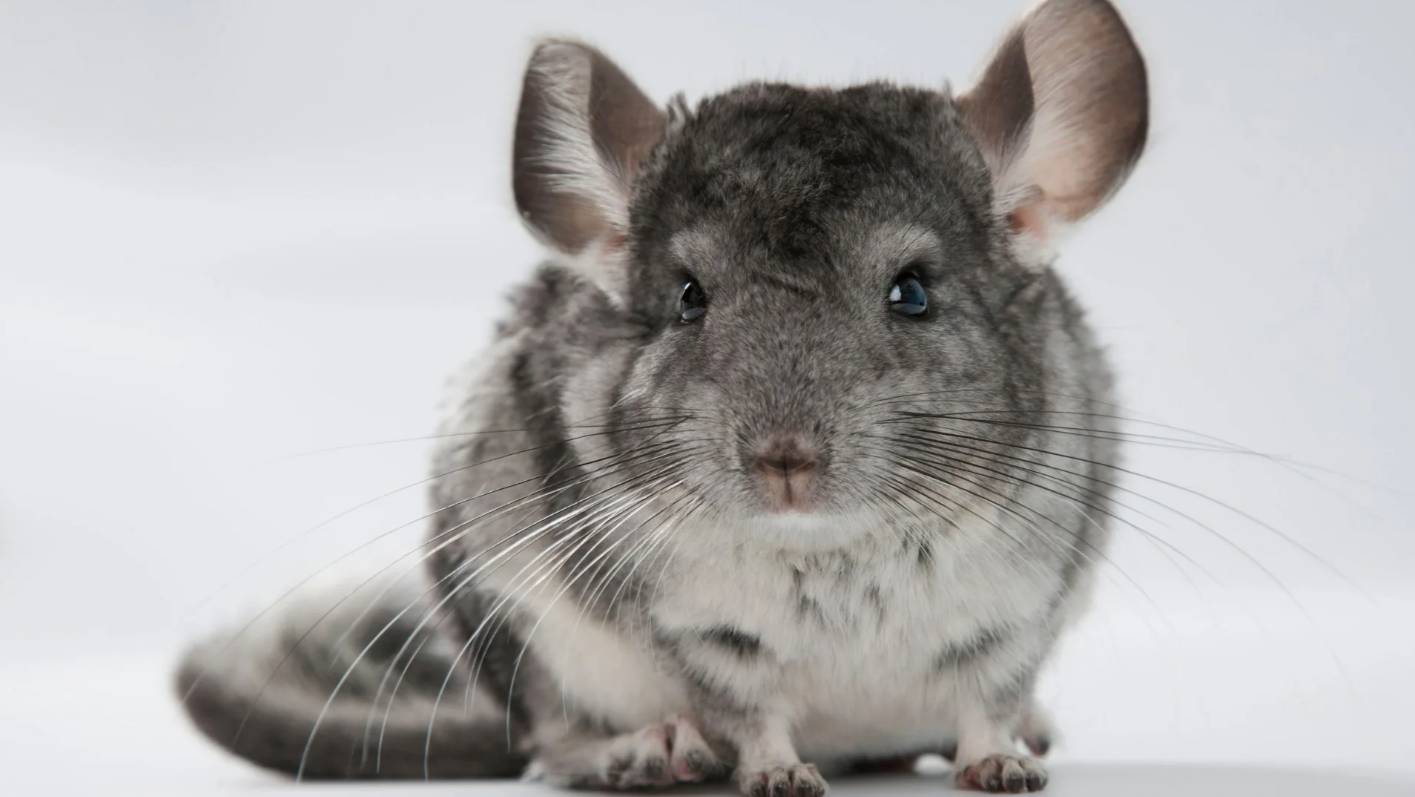 Шиншилла: Это Вам НЕ шуба | Интересные факты про шиншилл