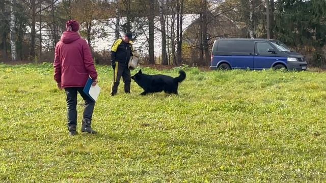 3 Отл. YUNGAR v. Wald House +++ №64. ТВЕРЬ 12 октября`25 Моно немецких овчарок