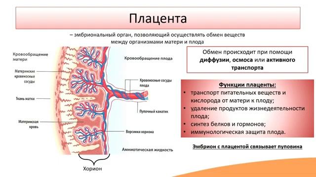 Видео-лекция №23.1 Беременность и роды