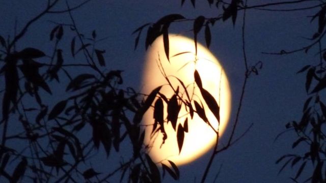 "ОСЕННИЕ ГРЁЗЫ ДЛЯ ФОРТЕПИАНО"... (Фото Ольги КУРАНОВОЙ (Н/Новгород), музыка Владимира РЕБИКОВА)