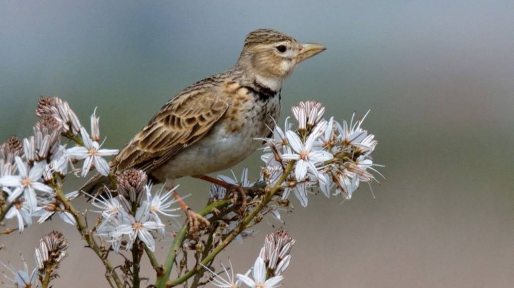 Перевод стихотворения "Весна" (Уильям Блейк) / зарубежная литература