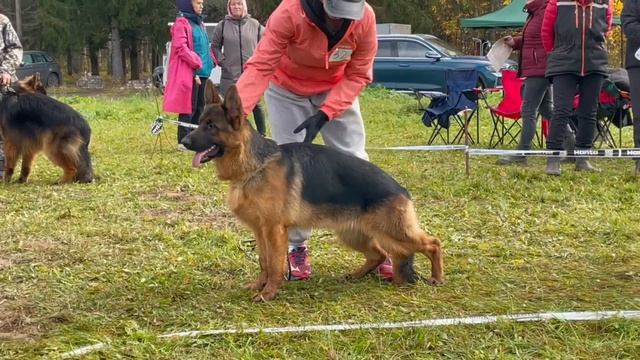ПОДРОСТКИ СУКИ / КЧК ТВЕРЬ 12 октября`25 Т.Шишкина Моно немецких овчарок